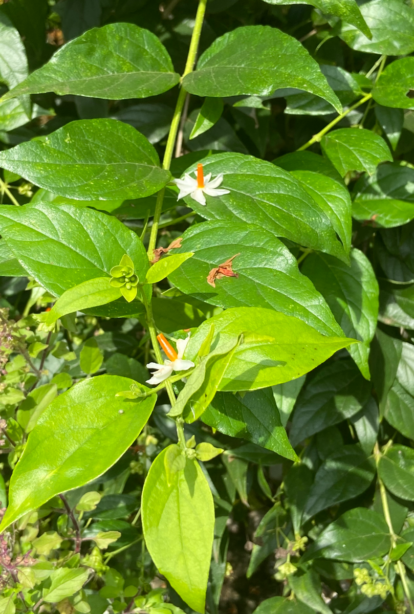 The Parijatha Tree – Kirana Bhat